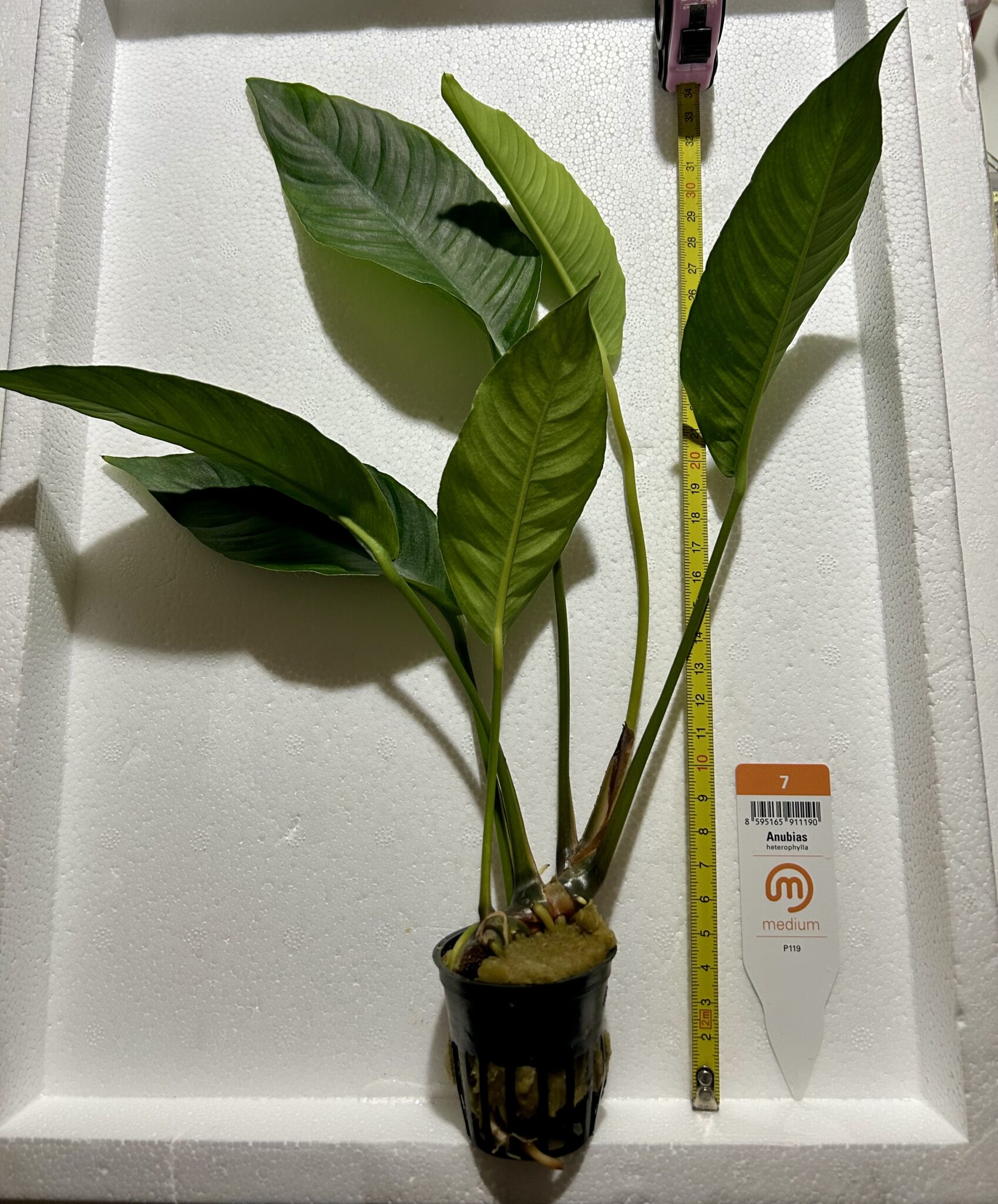 Anubias heterophylla – Bio-Tera