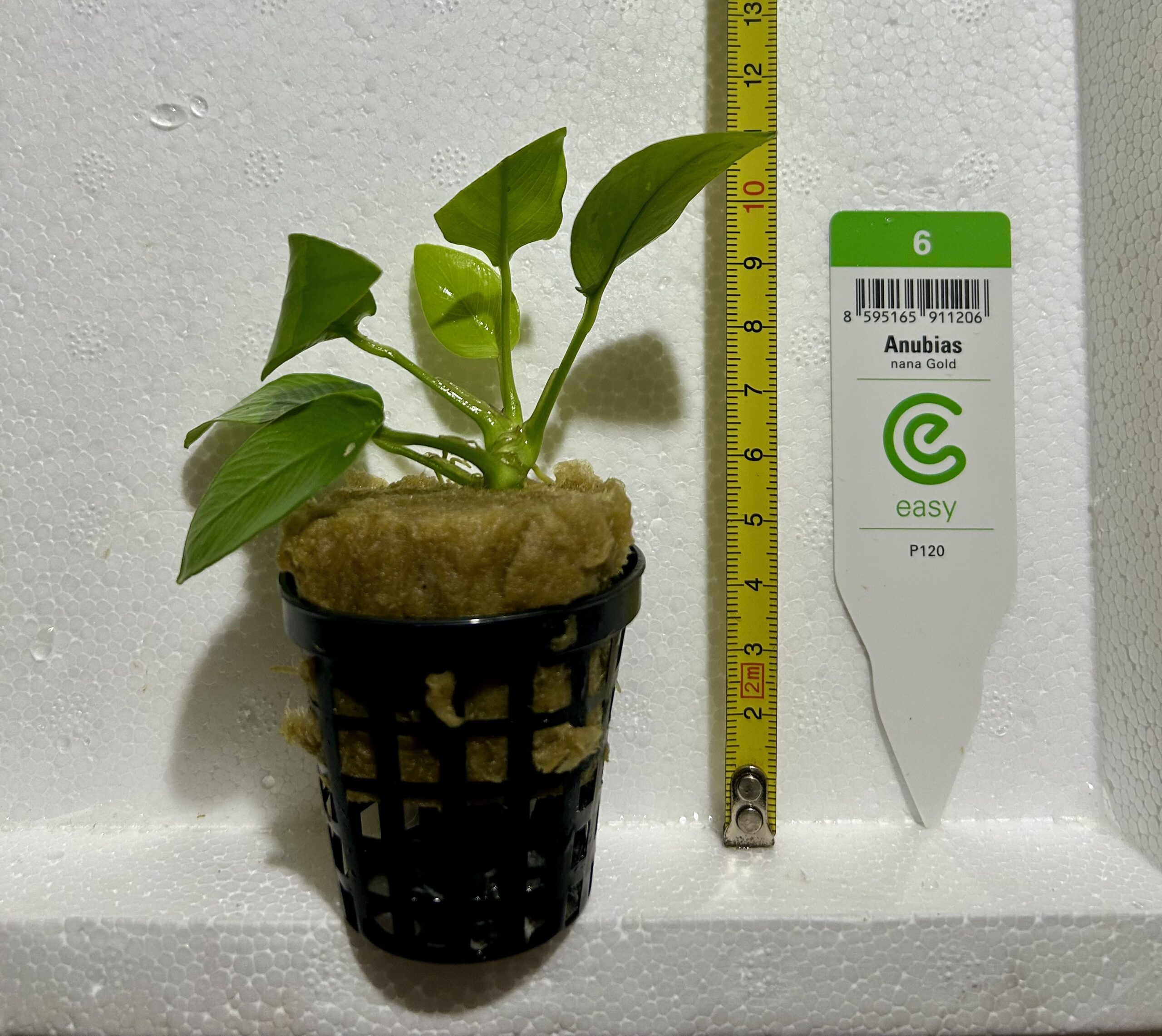 Anubias nana Gold – Bio-Tera